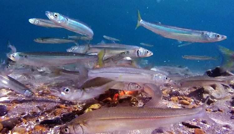 Pejerreyes de agua salada | Proyecto Arrecife